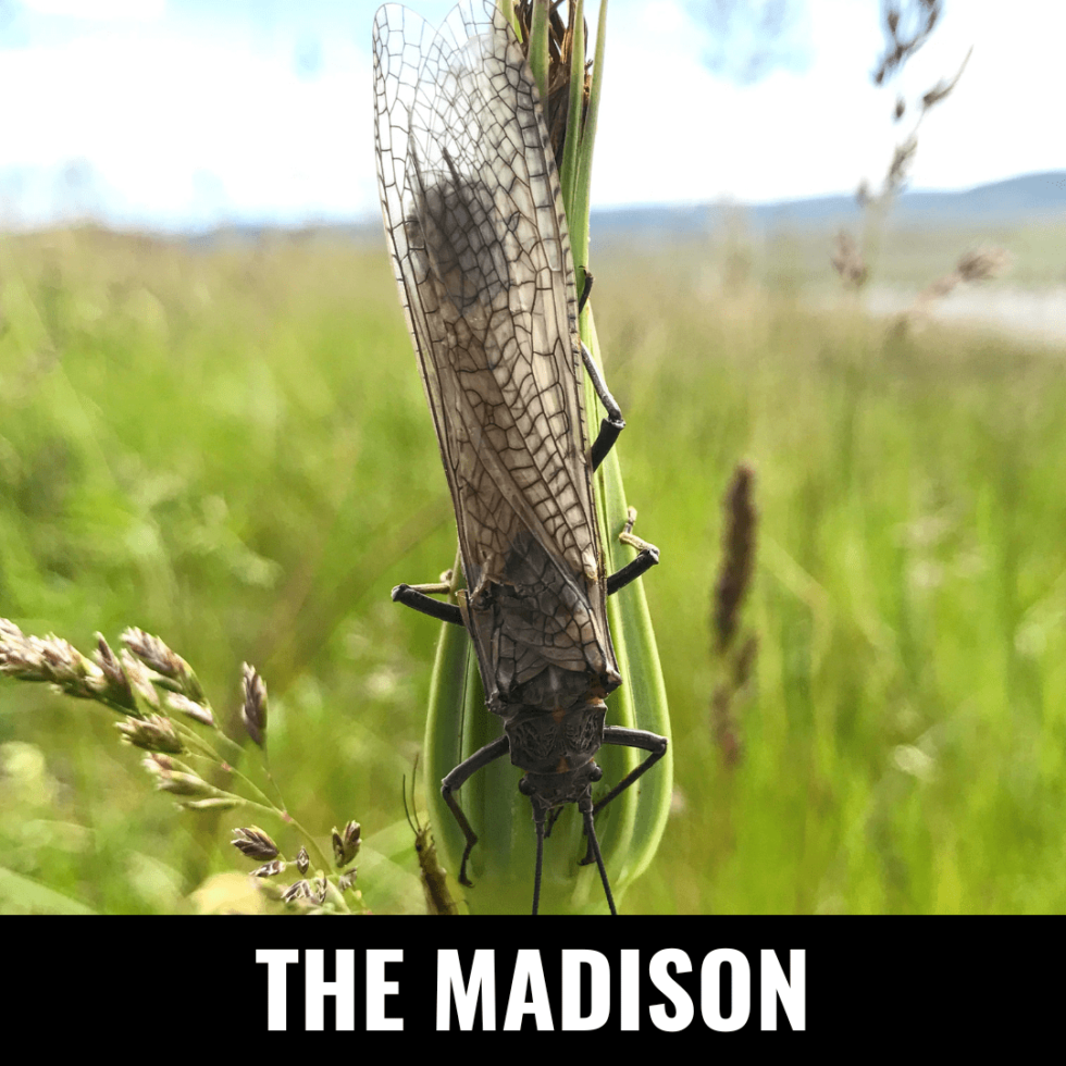 Best Fly Fishing In Montana | Detailed River Descriptions
